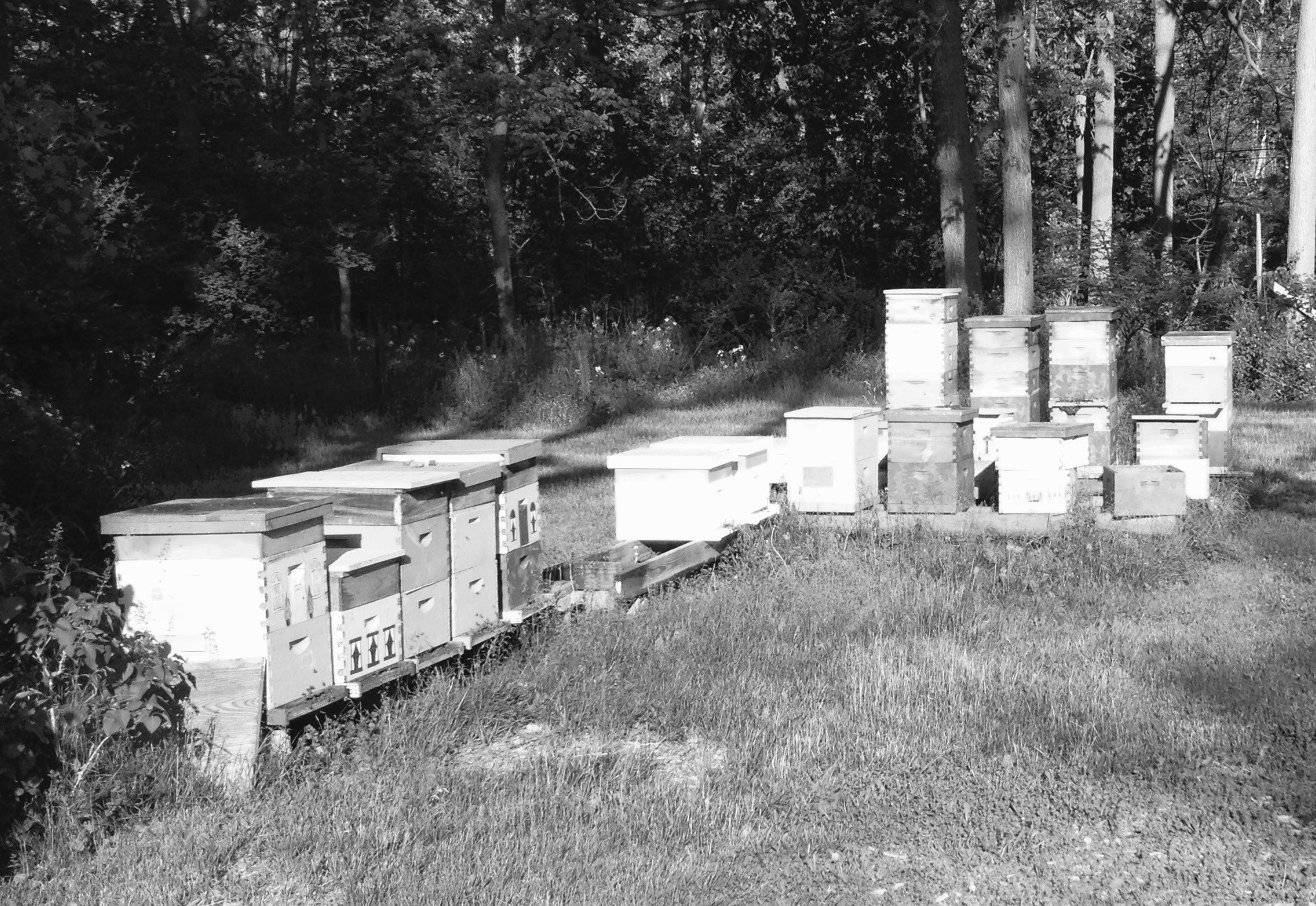 Bees and Beekeeping - Brighton Honey