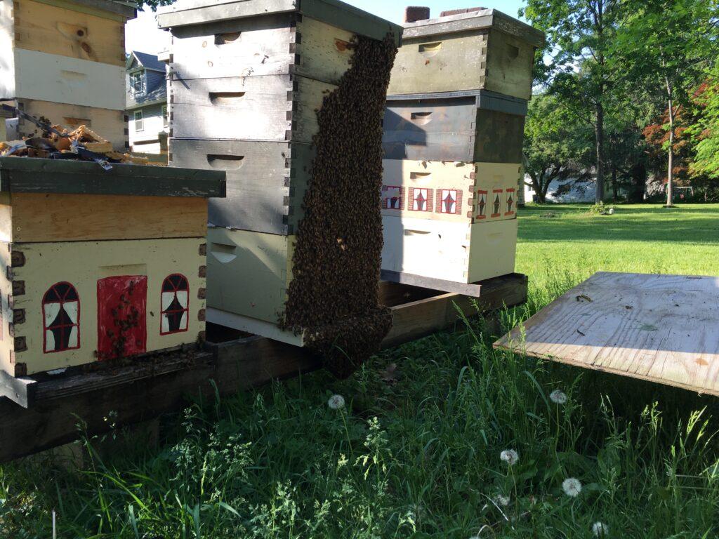 Hard Working Hive - Brighton Honey