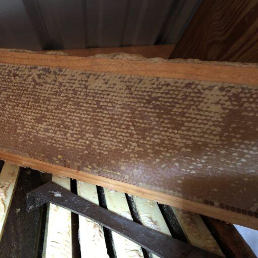 2lbs Spring Light Honey in glass - Brighton Honey